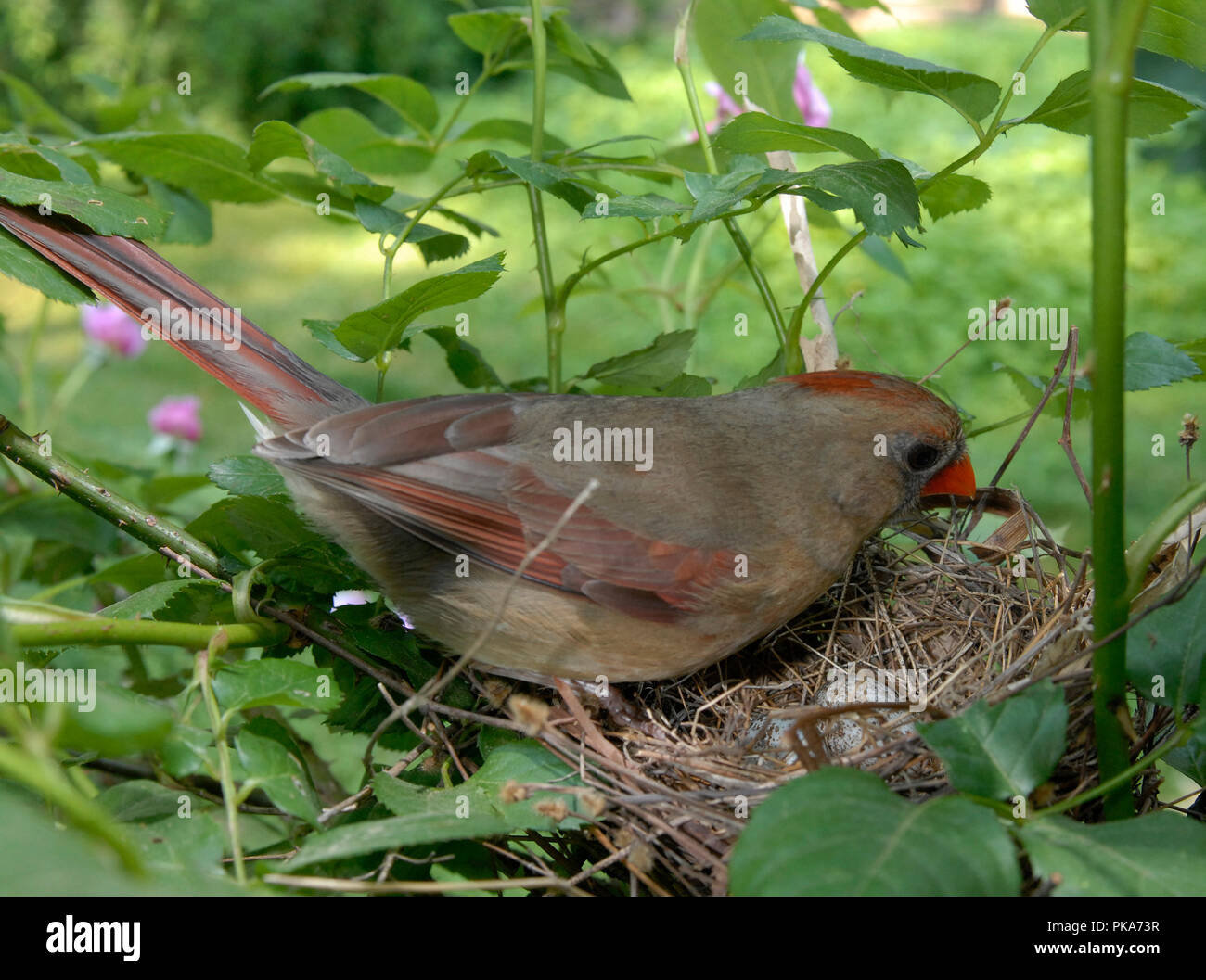 Nid cardinal nord avec oeufs Banque de photographies et d’images à ...