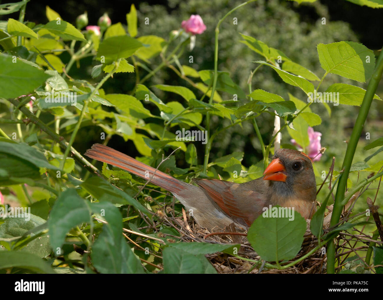 Nid cardinal nord avec oeufs Banque de photographies et d’images à ...