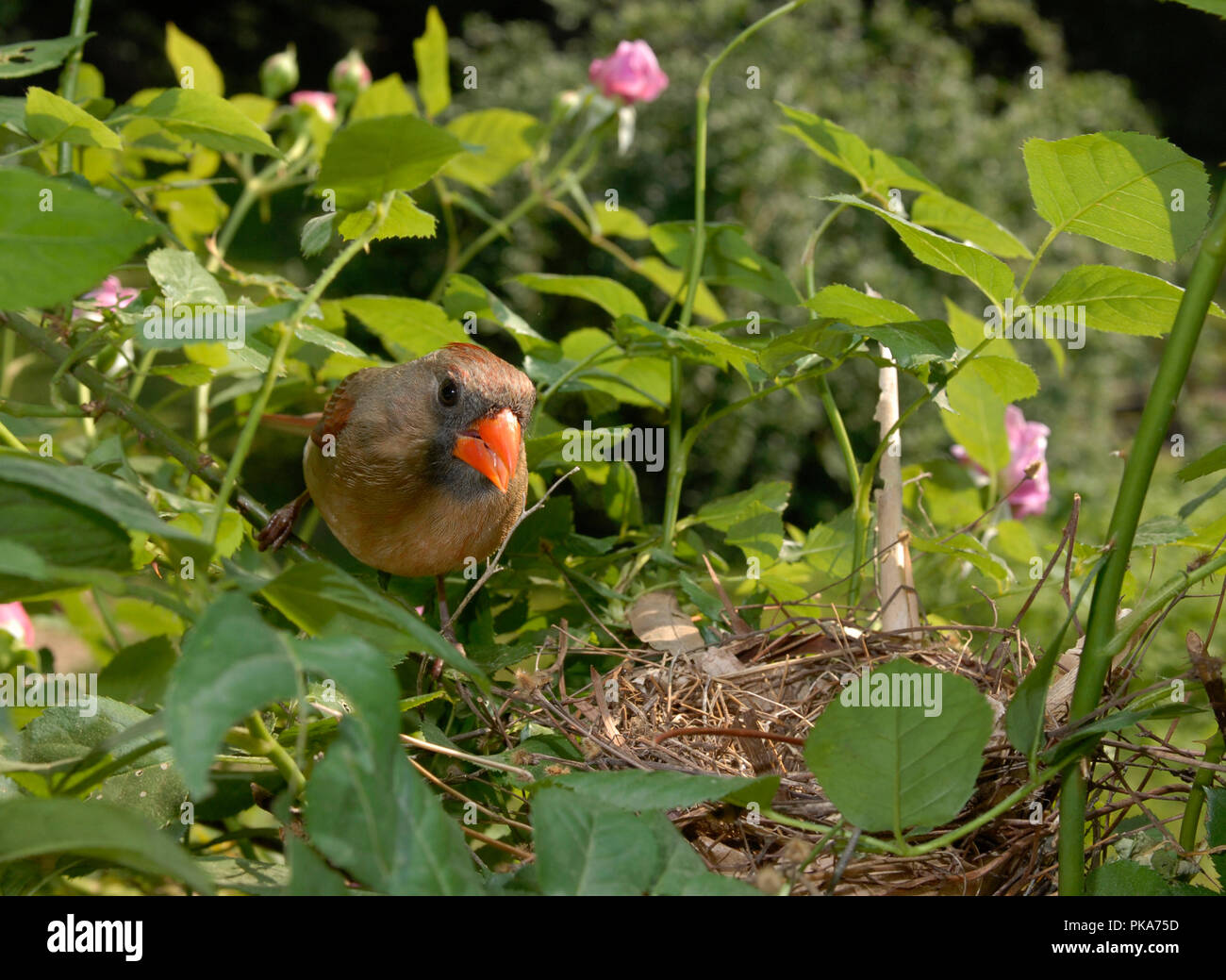 Nid cardinal nord avec oeufs Banque de photographies et d’images à ...
