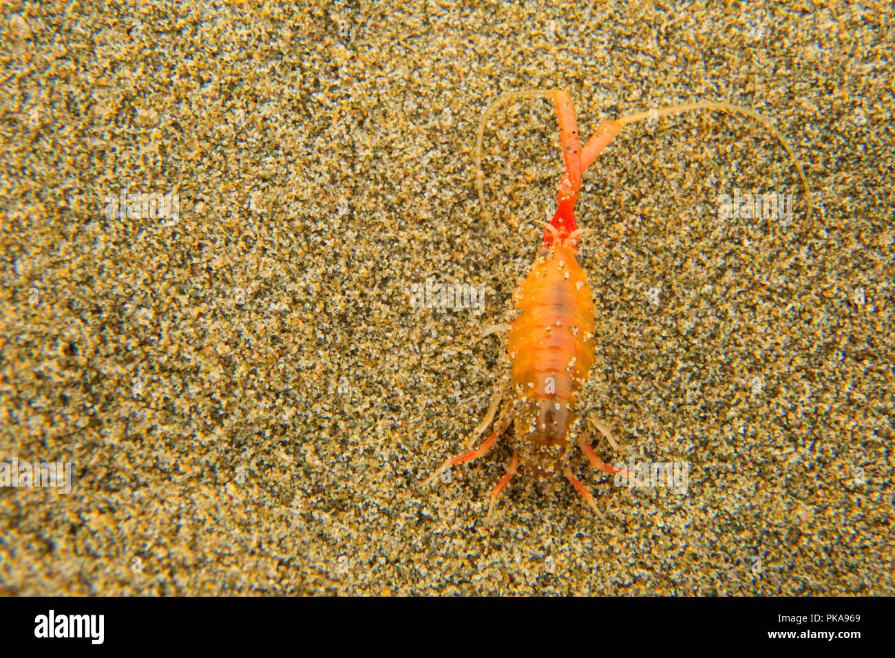 California beach hopper Banque de photographies et d’images à haute ...