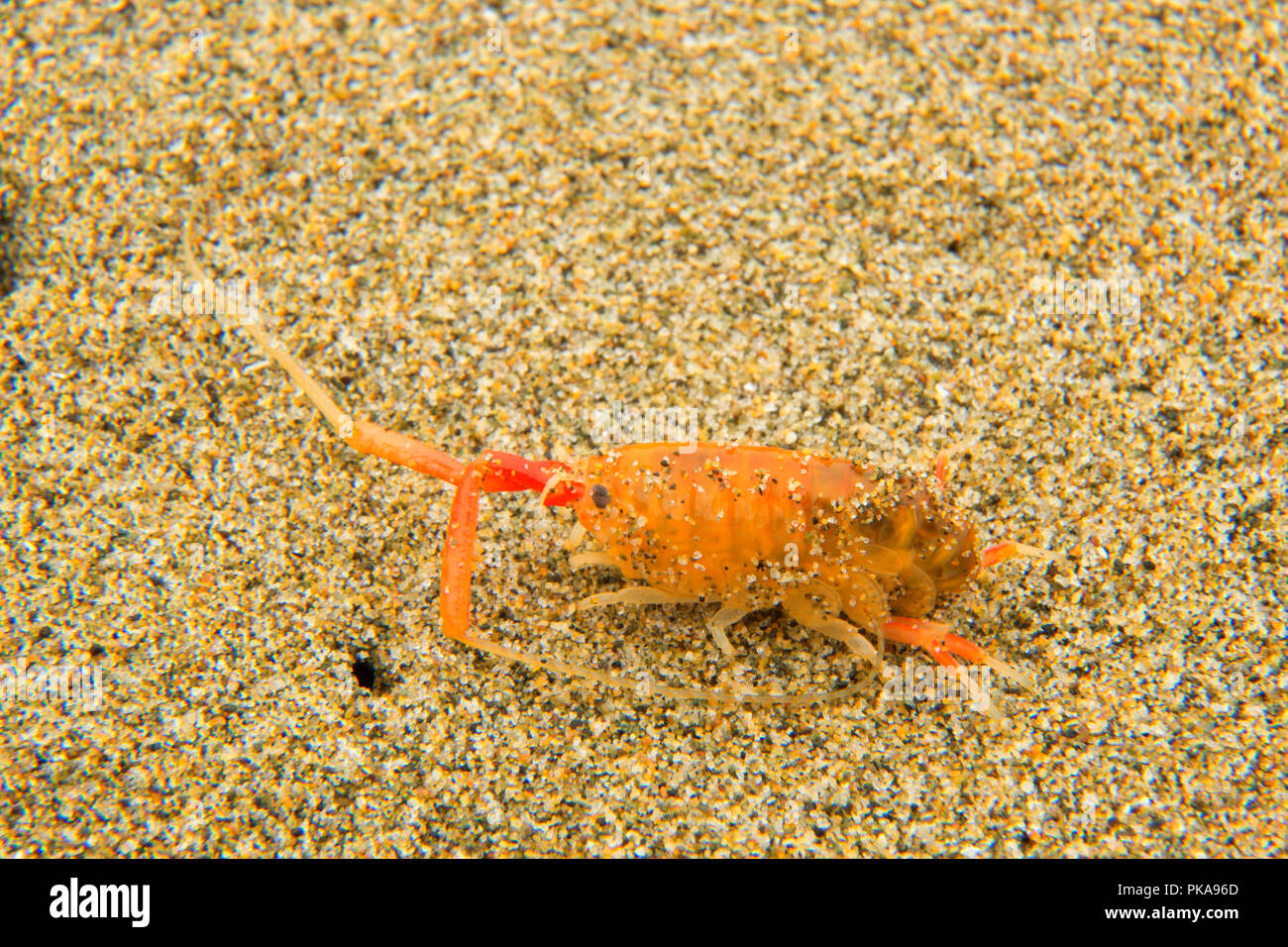California beach hopper Banque de photographies et d’images à haute ...