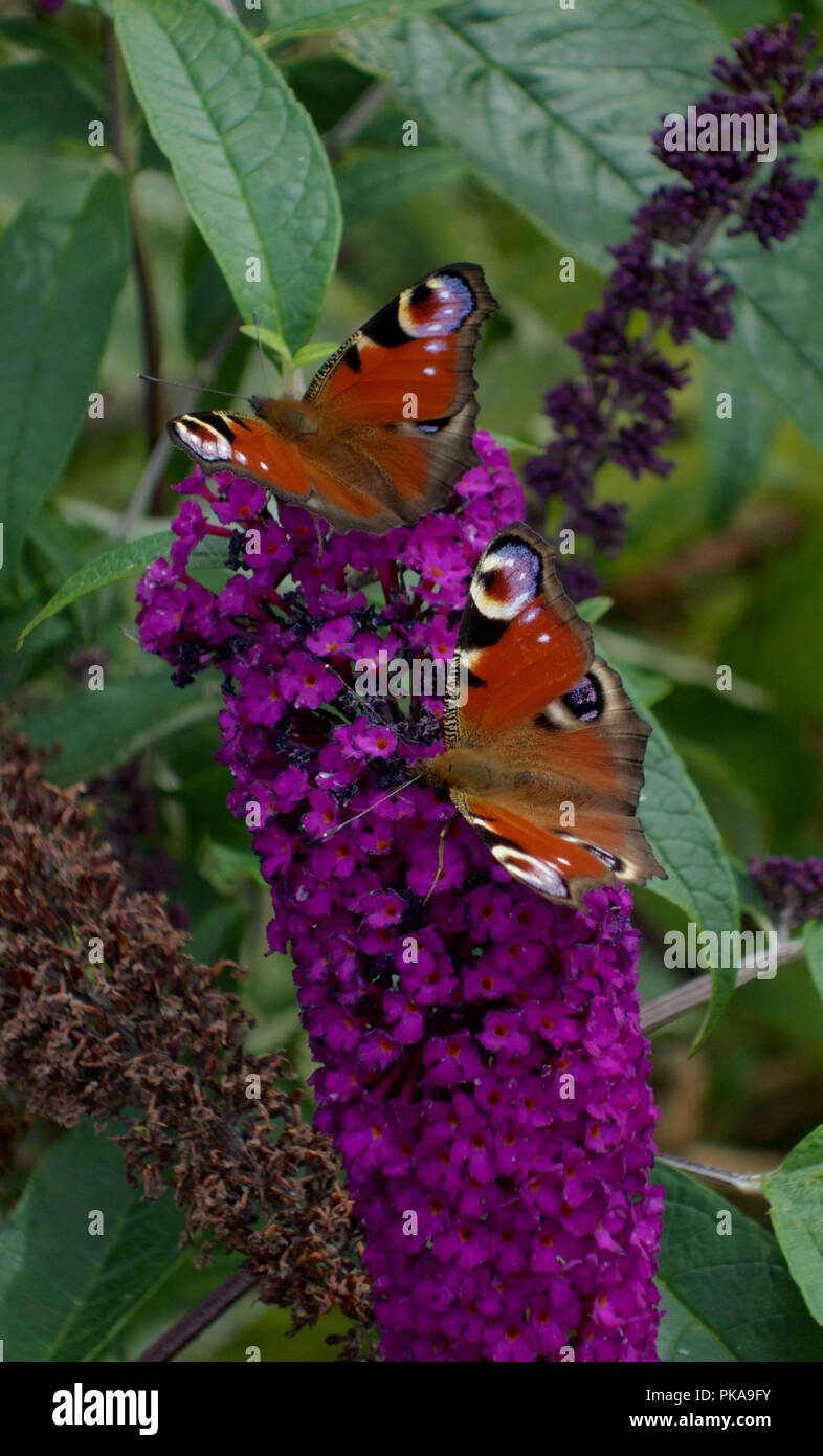Papillons de paon Banque de photographies et d’images à haute ...