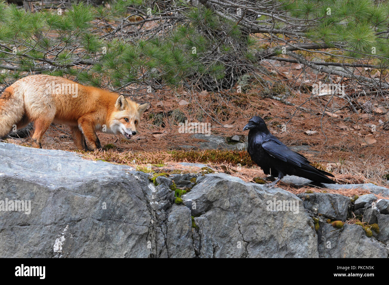 Renard roux et corbeau Banque de photographies et d’images à haute ...