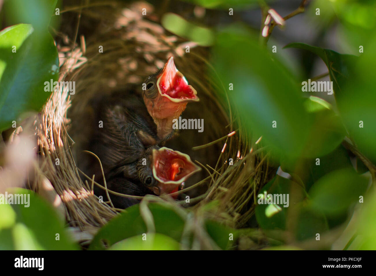 Biddy rouge Banque de photographies et d’images à haute résolution - Alamy