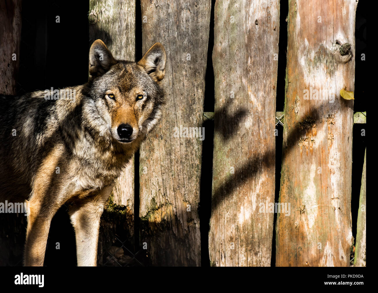 Loup alpha Banque de photographies et d’images à haute résolution - Alamy