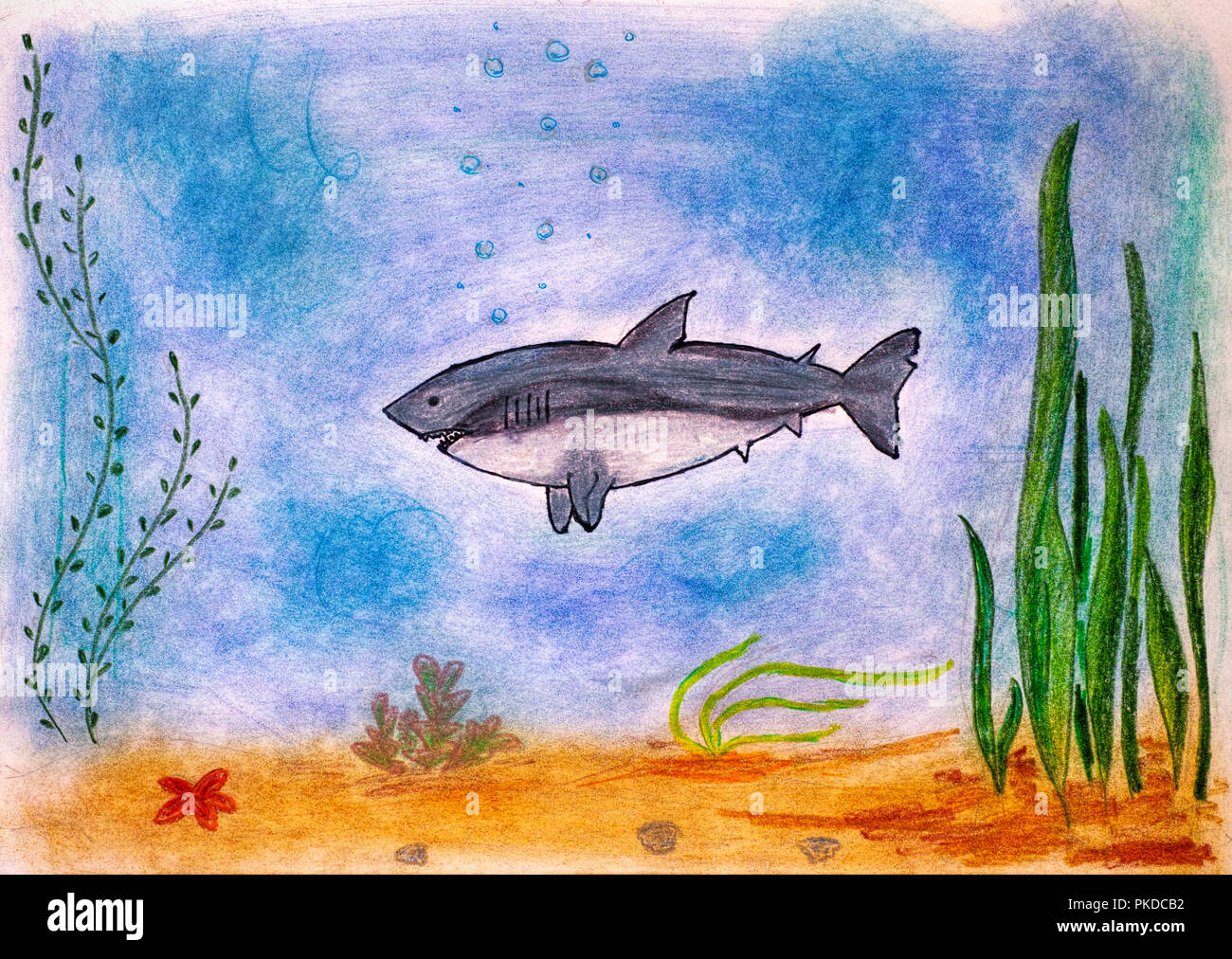 Shark Drawing Banque d'image et photos - Alamy