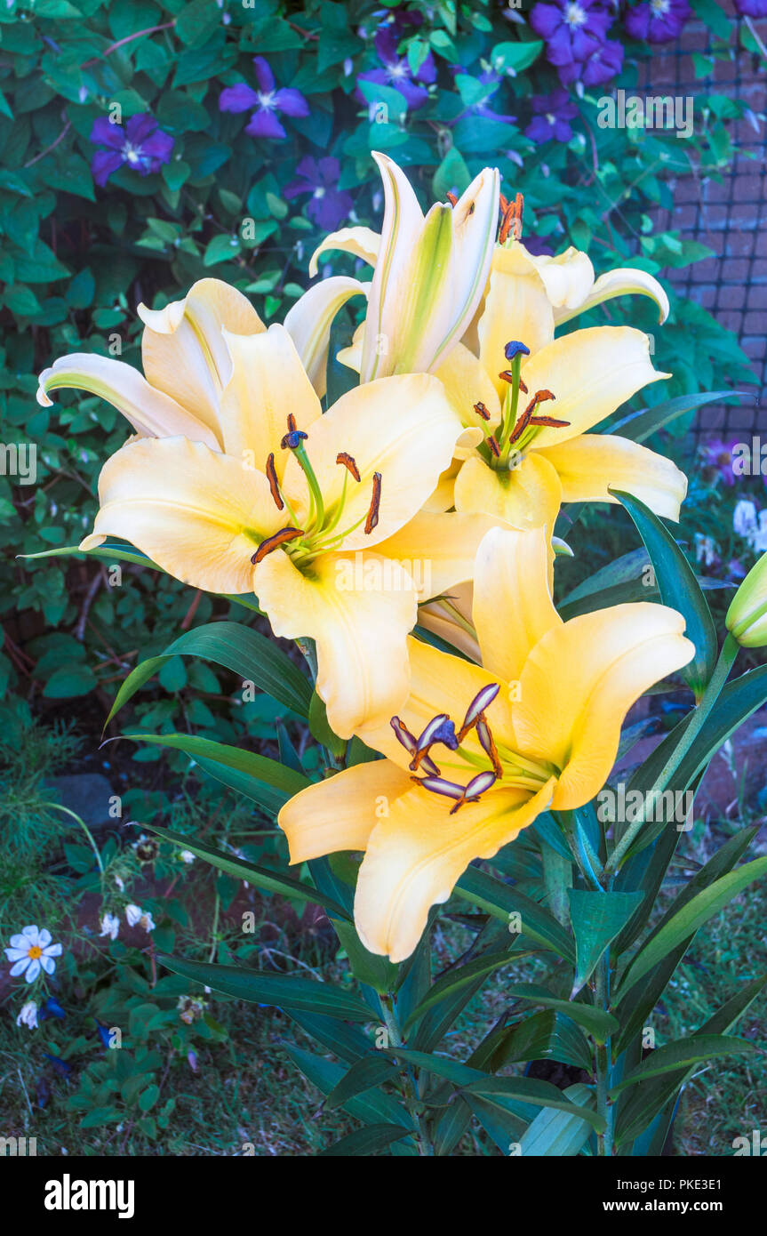 Lis anthère Banque de photographies et d’images à haute résolution - Alamy