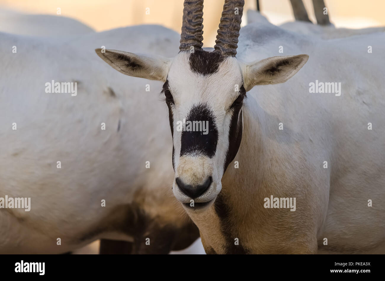 Animal oryx arabe Banque de photographies et d’images à haute ...