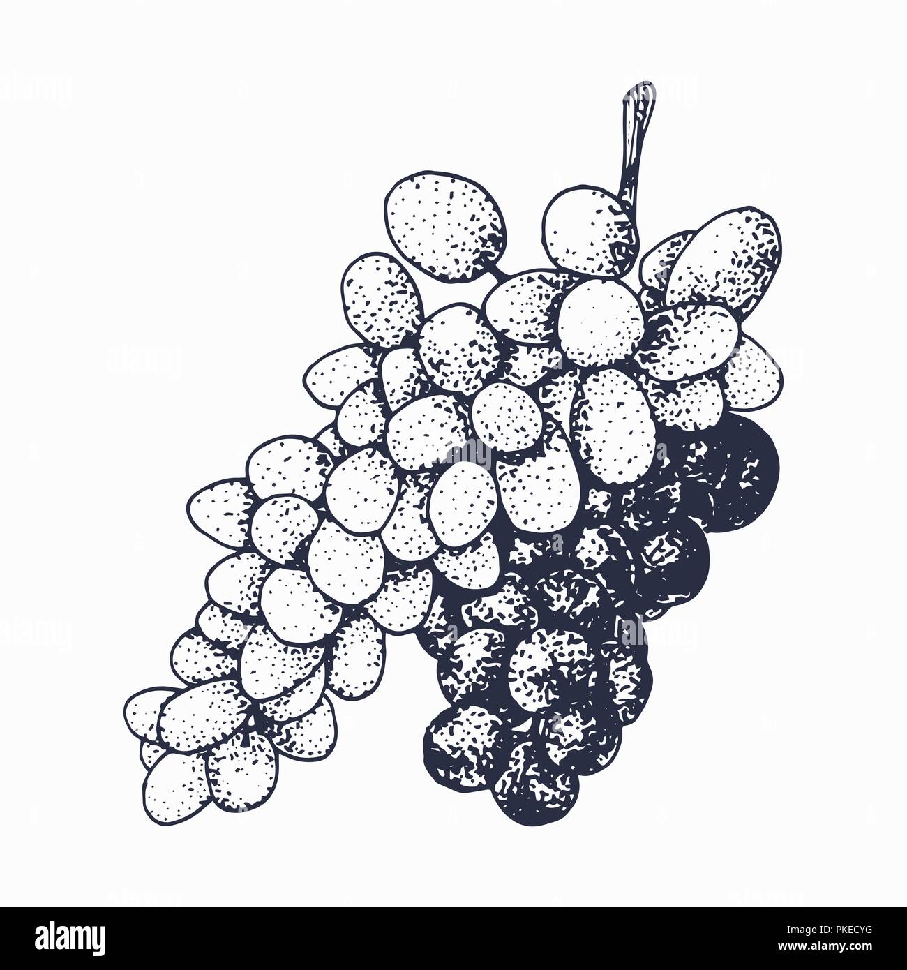 Pointillisme dessin raisin Banque d'images vectorielles - Alamy