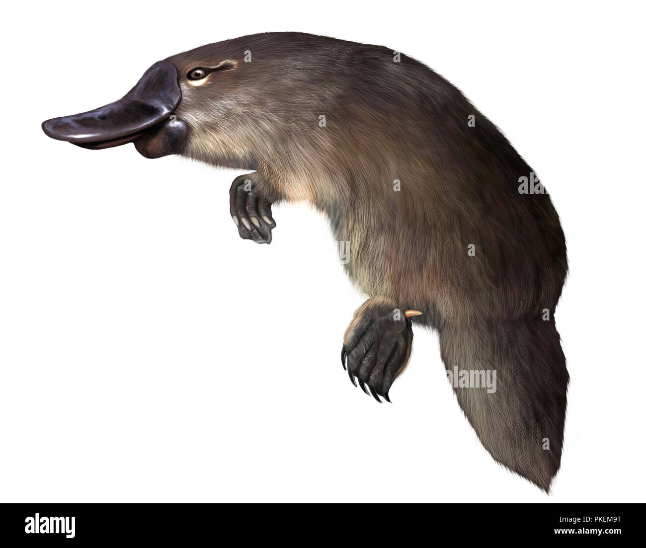 Ornithorhynchus anatinus illustration Banque de photographies et d ...