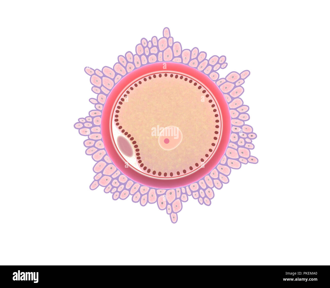 Ovulation follicle Banque de photographies et d’images à haute ...