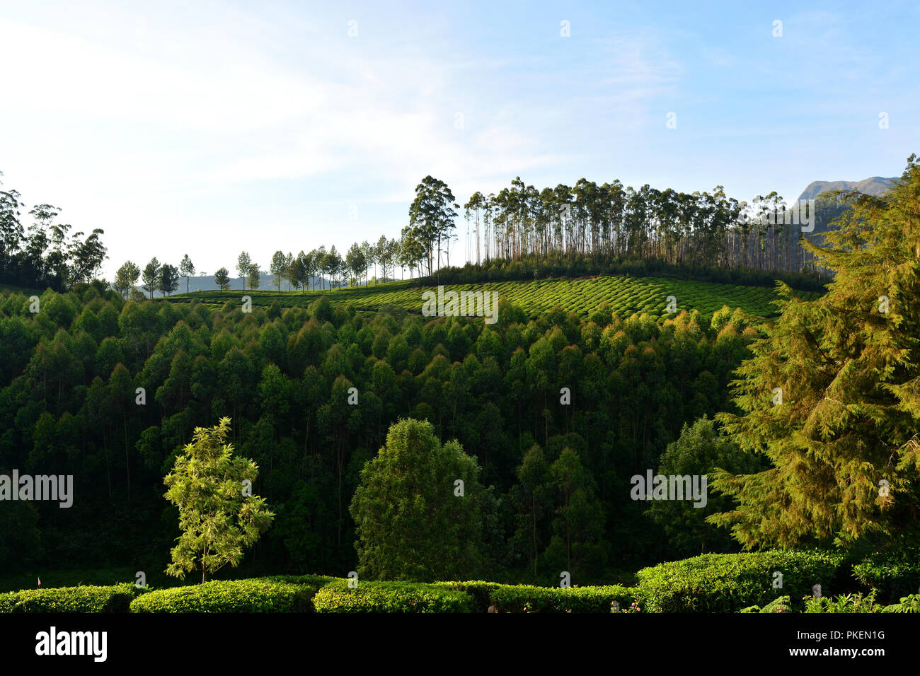Munnar kerala inde Banque de photographies et d’images à haute ...