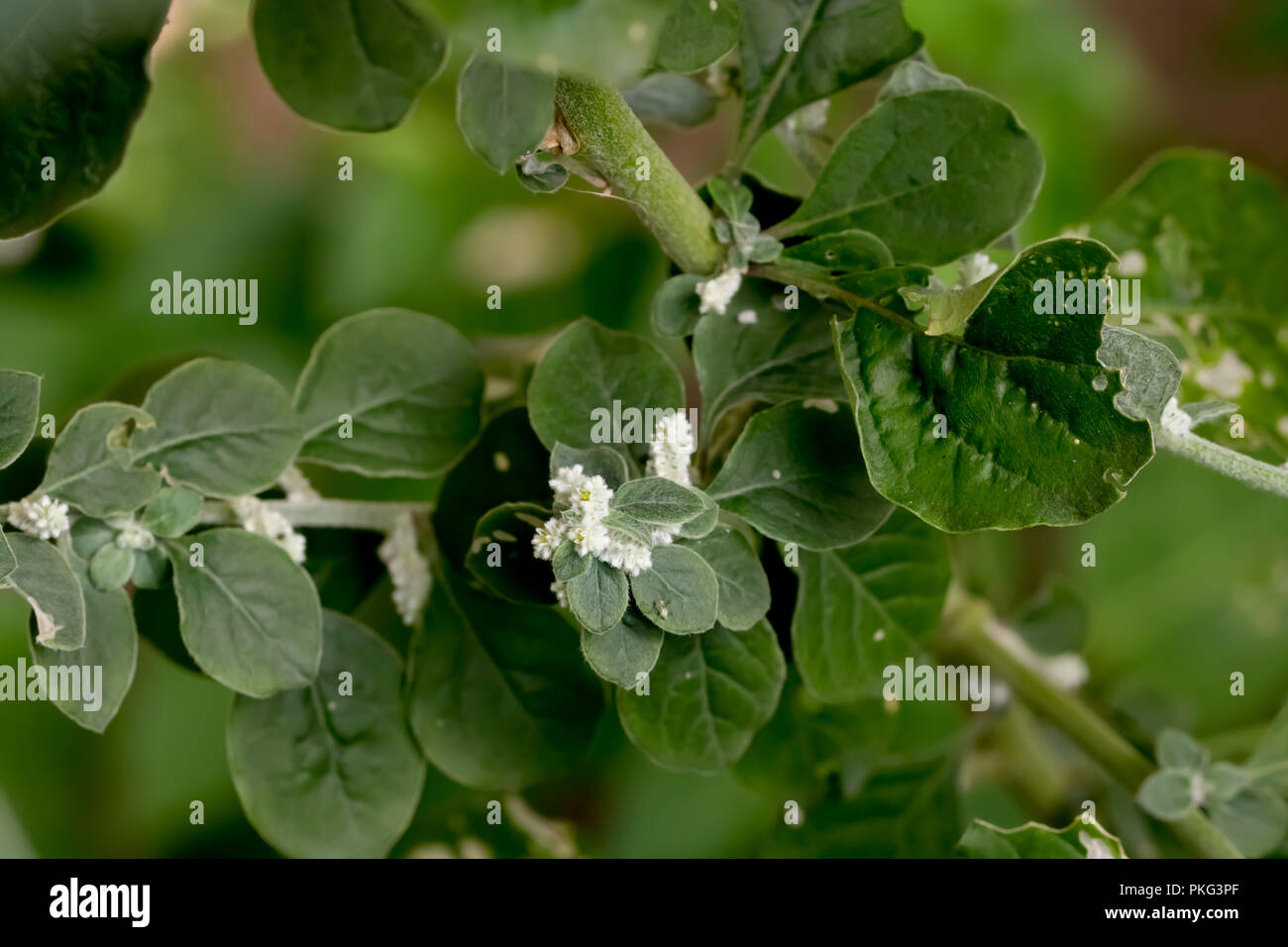 Plante de polpala Banque de photographies et d’images à haute ...