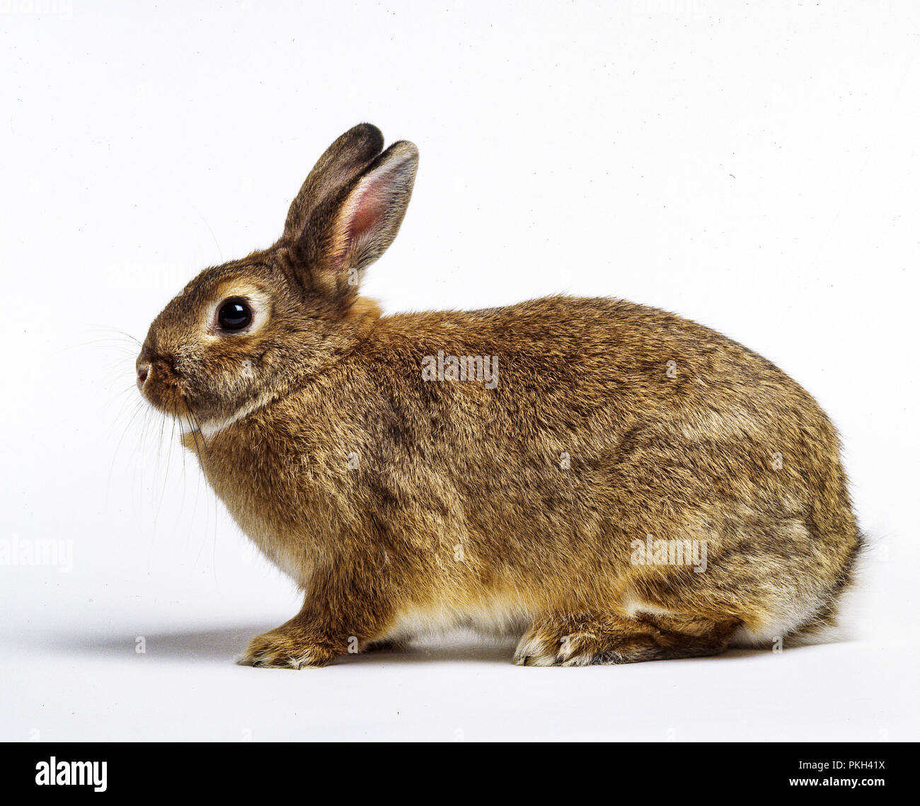 Brun Lapin Banque d'image et photos - Alamy