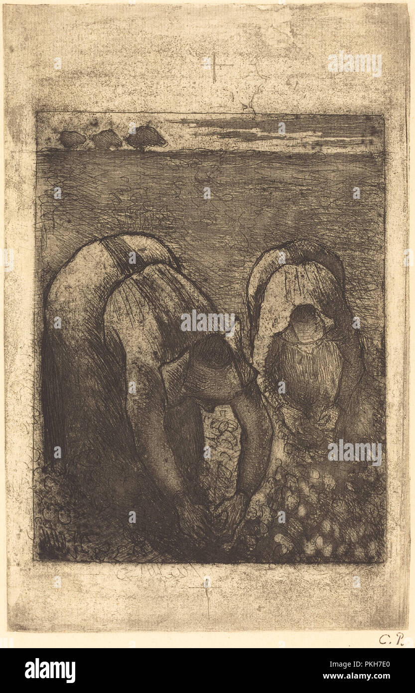 Champ de haricots Banque de photographies et d’images à haute ...