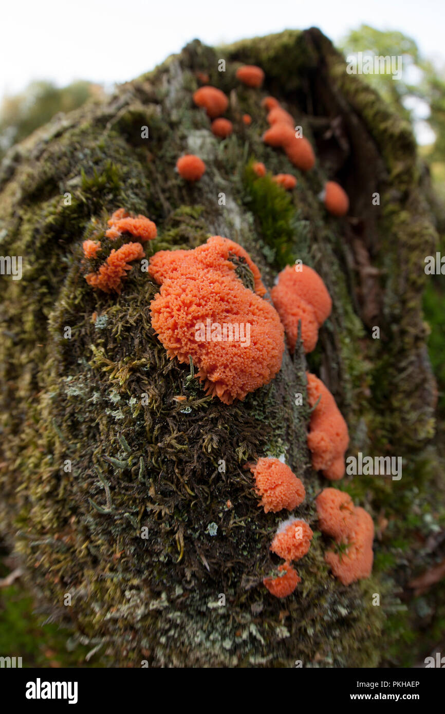 Tubulifera arachnoidea Banque de photographies et d’images à haute ...