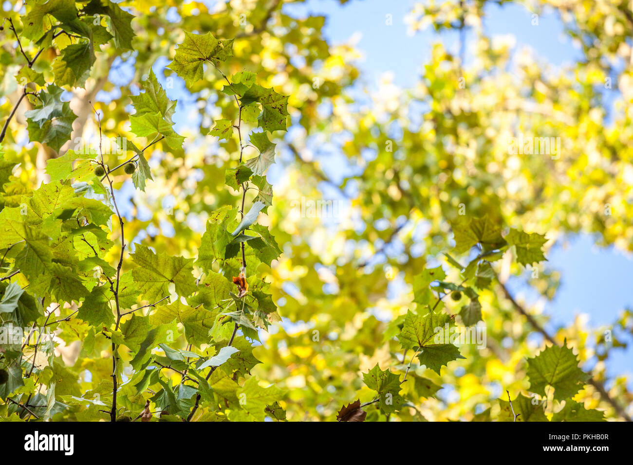 Feuille de platane sur branche Banque de photographies et d’images à ...
