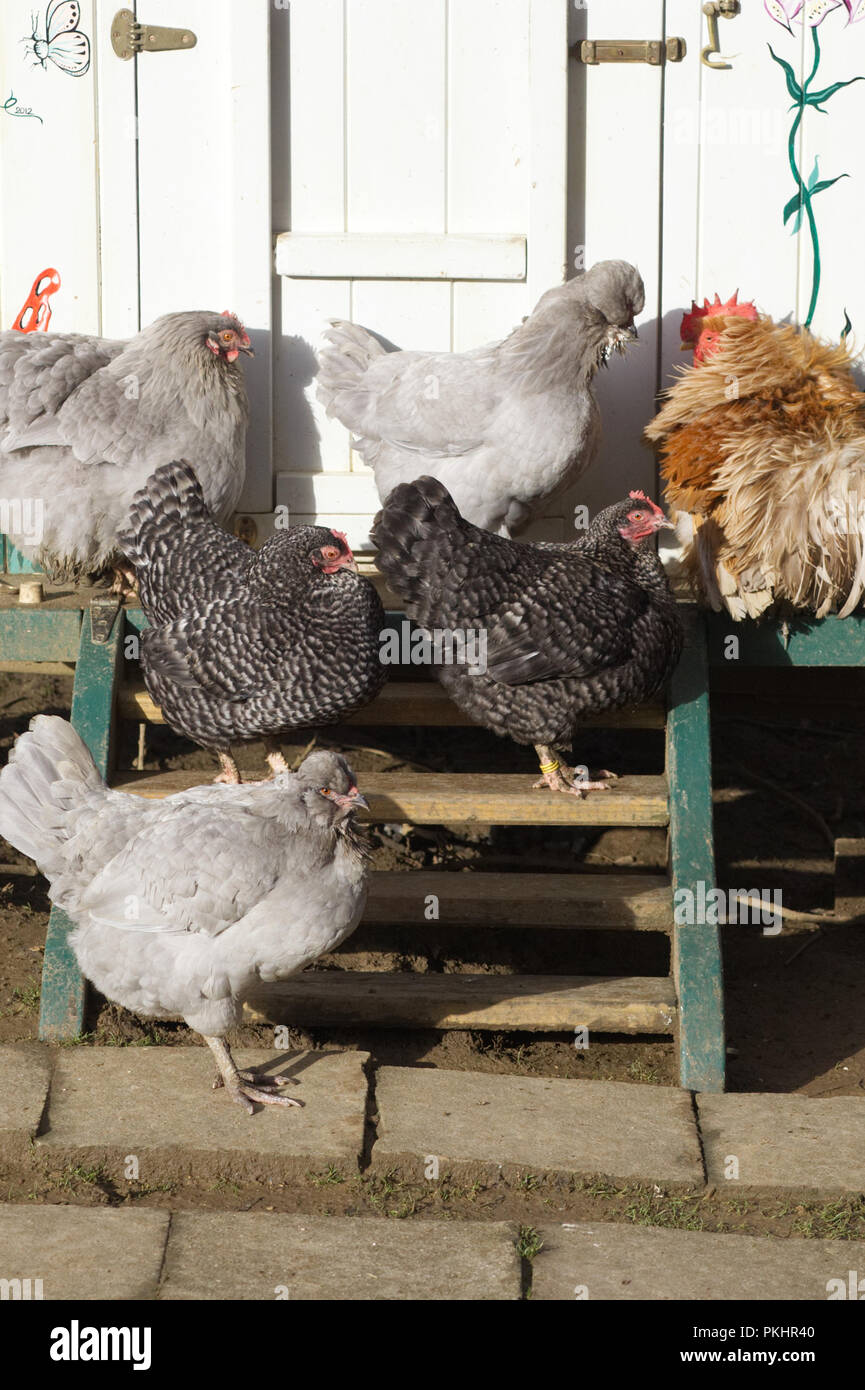 Poule en colère Banque de photographies et d’images à haute résolution ...