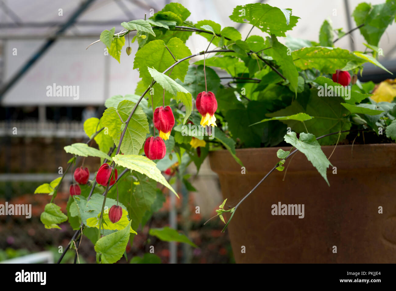 Callianthe megapotamica Banque de photographies et d’images à haute ...