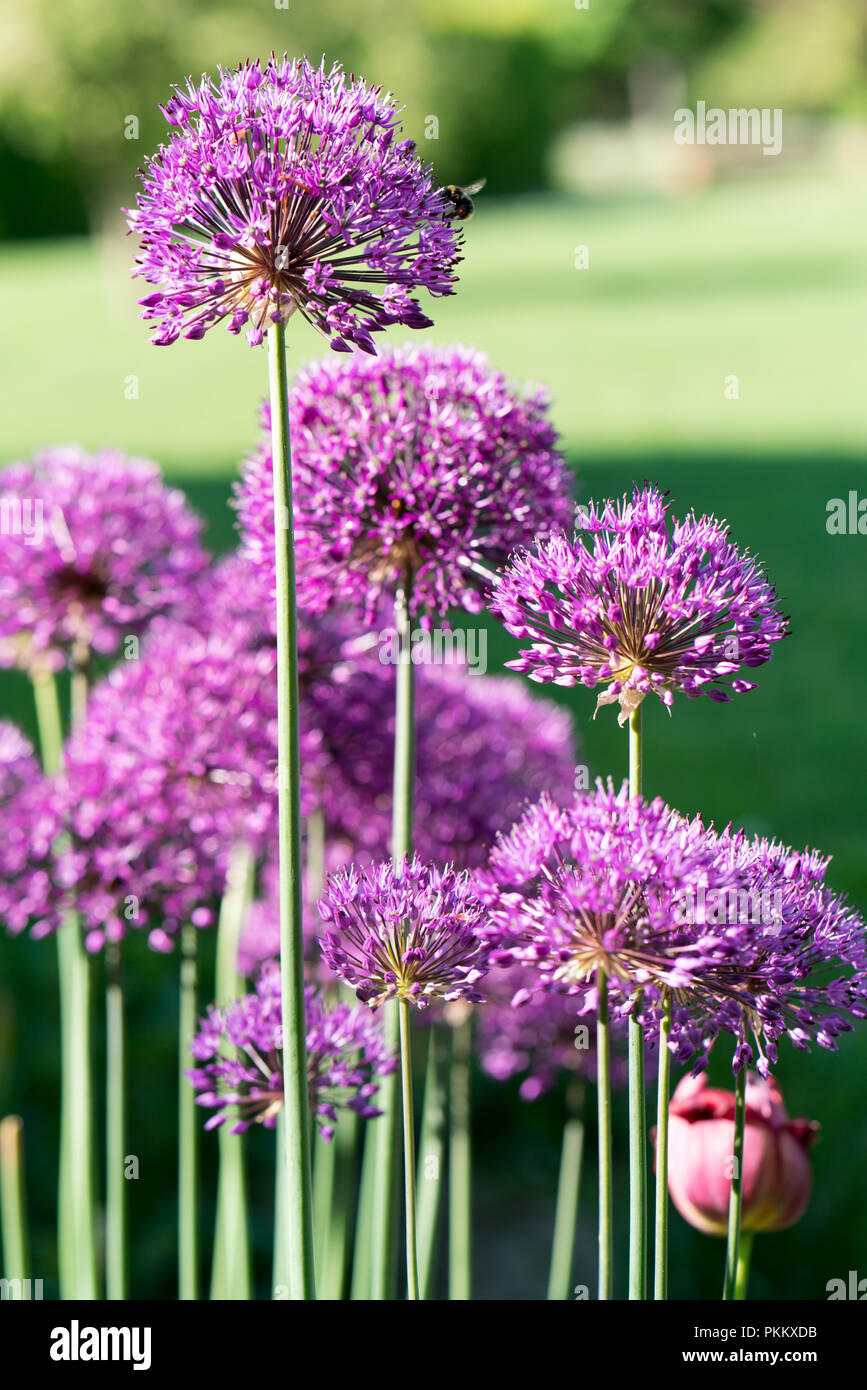 Arc violet Banque de photographies et d’images à haute résolution - Alamy