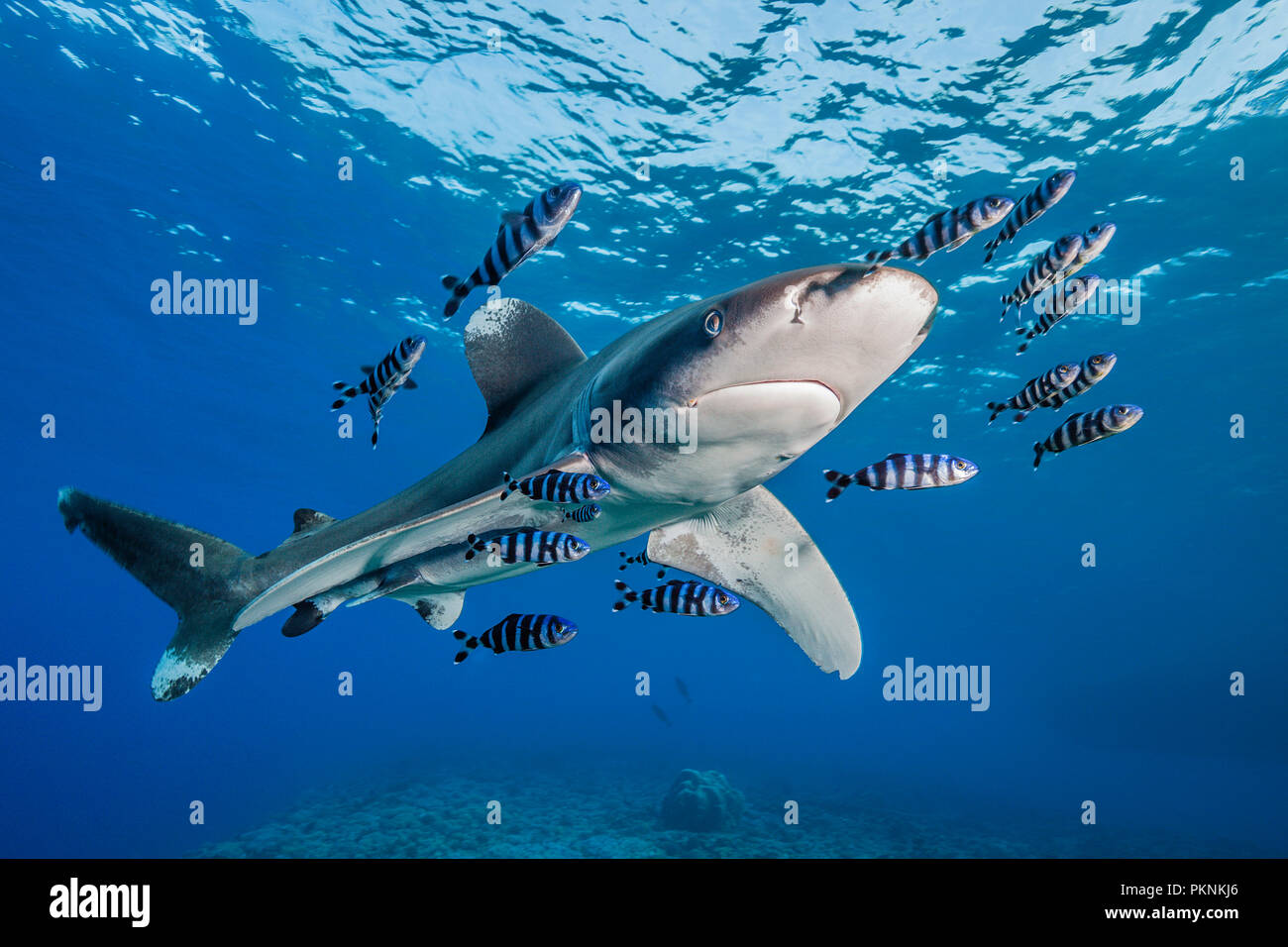 Pilot fish Banque de photographies et d’images à haute résolution - Alamy