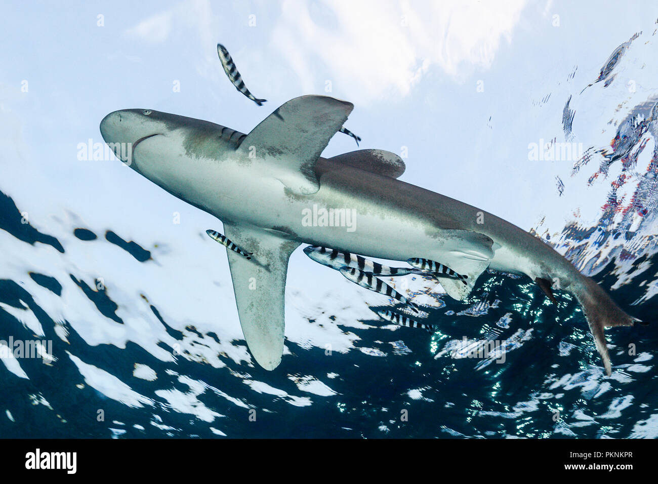 Poisson Et Nature Banque d'image et photos - Alamy