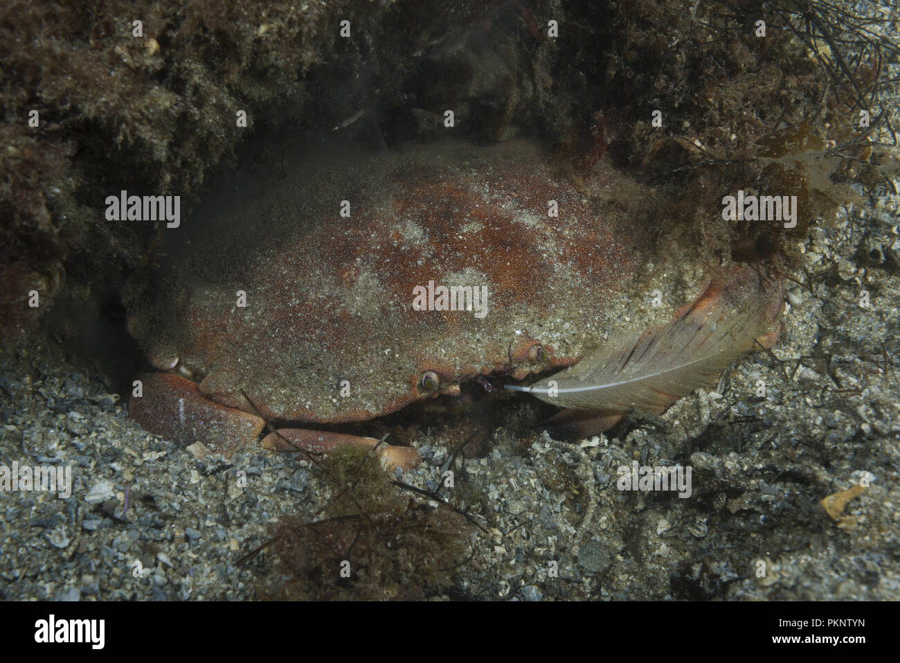 Cancer Du Crabe Banque d'image et photos - Alamy