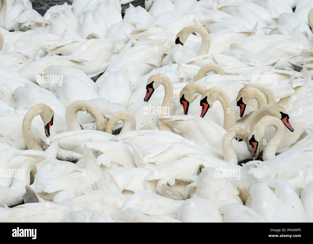 Un merveilleux spectacle que jusqu'à 600 cygnes tuberculés se rassemblent à Abbotsbury ...