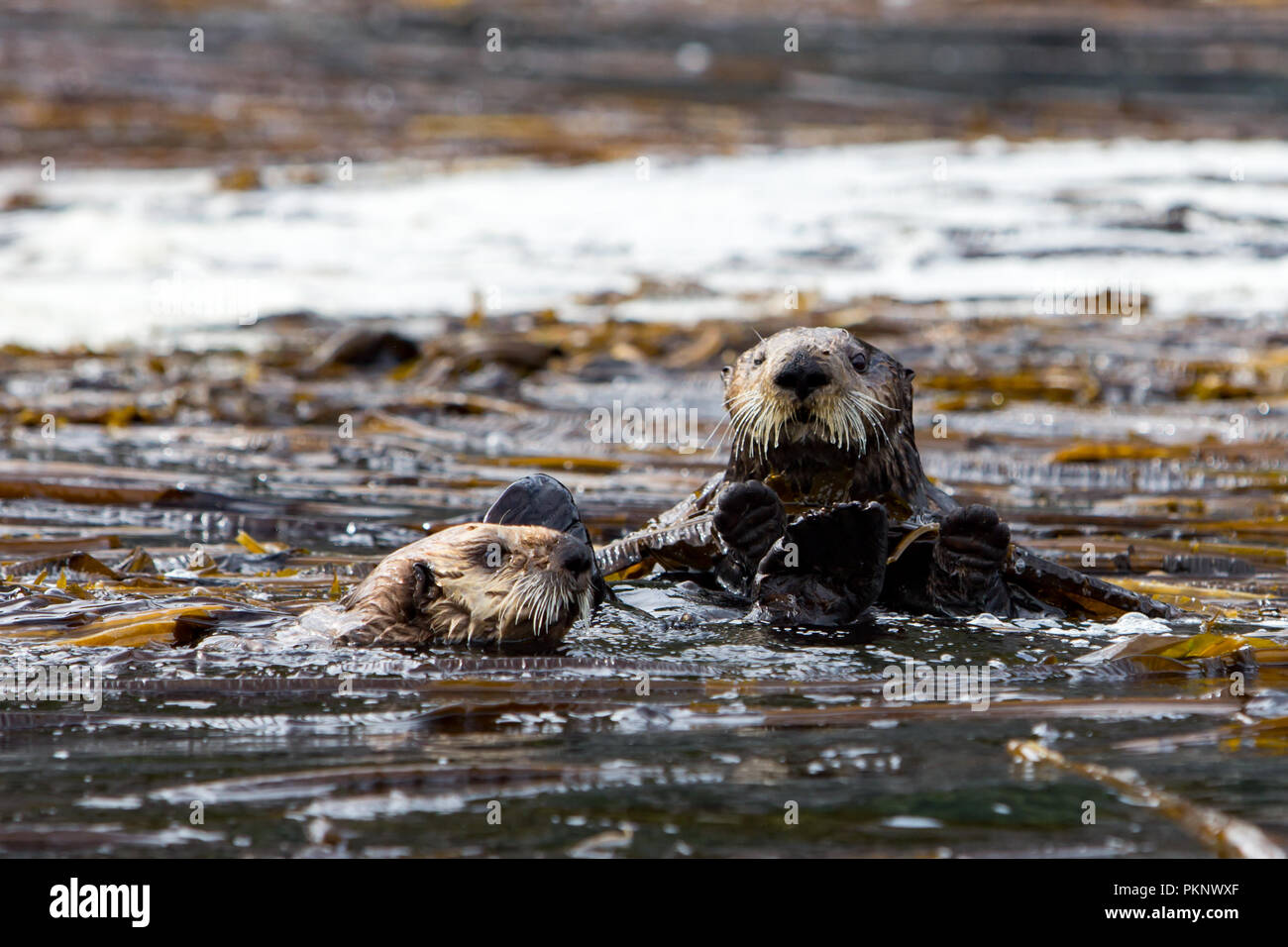 Loutre de mer, Enhydra lutris, un mammifère marin et de la faune en ...