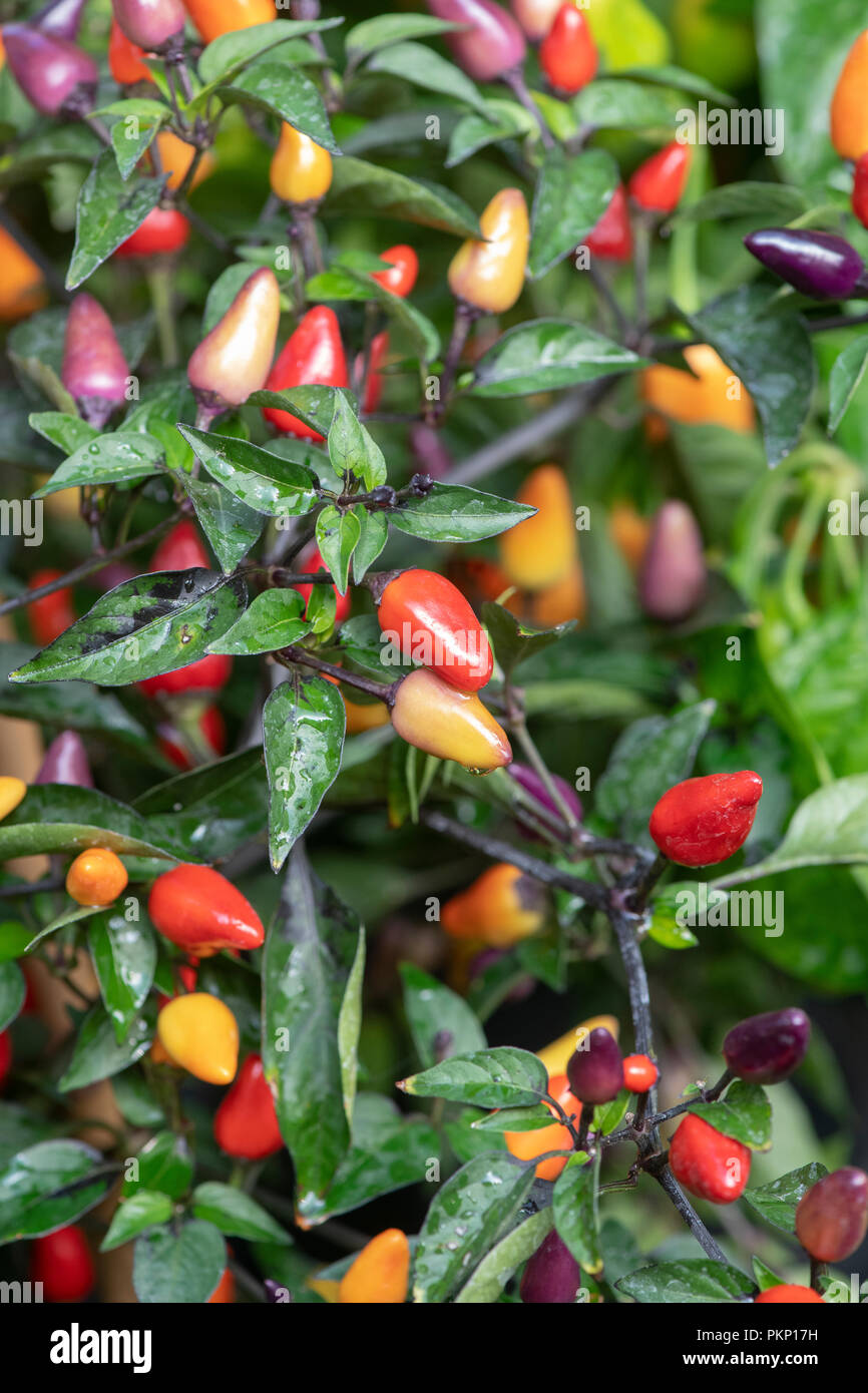 Piment de guirlande lumineuse Banque de photographies et d’images à ...