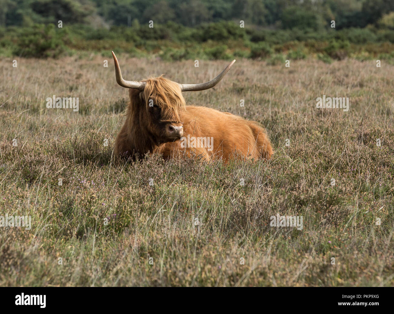 Hairy cattle Banque de photographies et d’images à haute résolution - Alamy