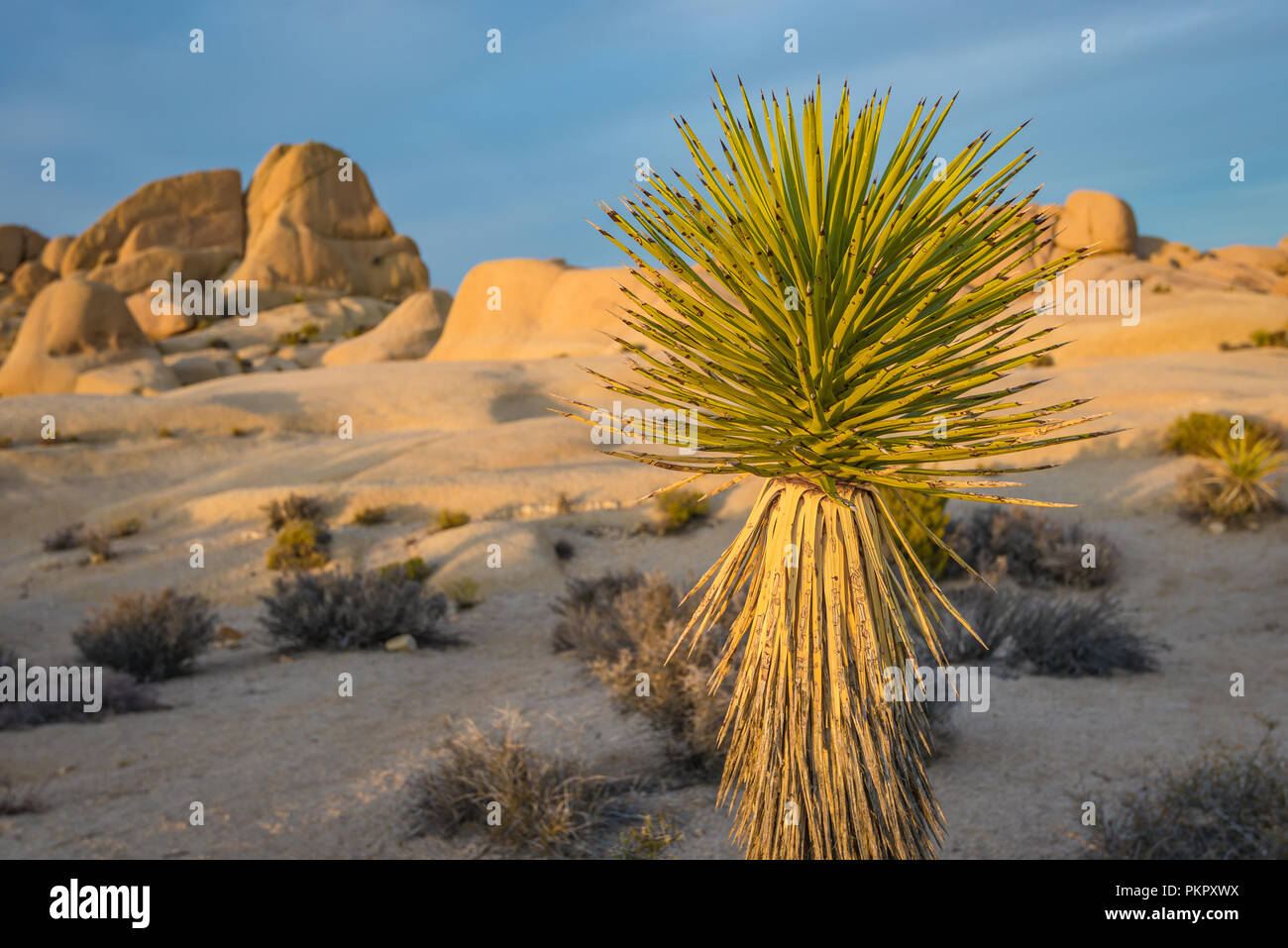 Yucca tree Banque de photographies et d’images à haute résolution - Alamy