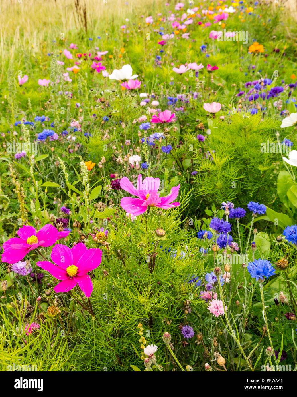 Coquelicots ecosse Banque de photographies et d’images à haute ...
