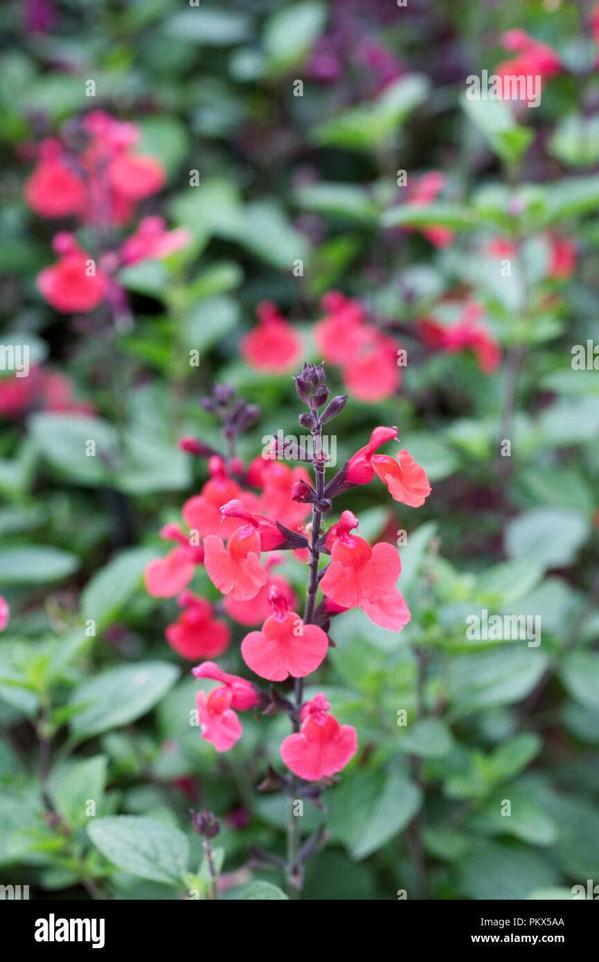 Fleurs de sauge de jardin Banque de photographies et d’images à haute ...