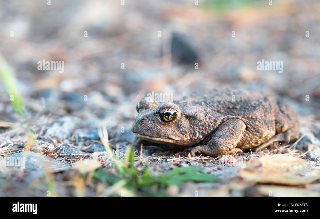Bufo boreas boreas Banque de photographies et d’images à haute résolution - Alamy