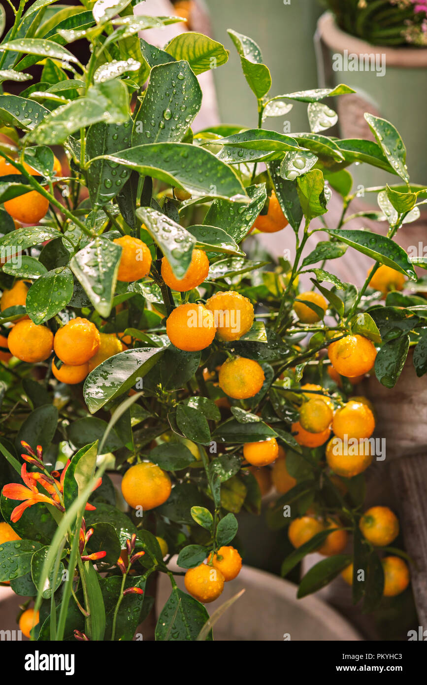 Arbre fruitier de serre Banque de photographies et d’images à haute ...