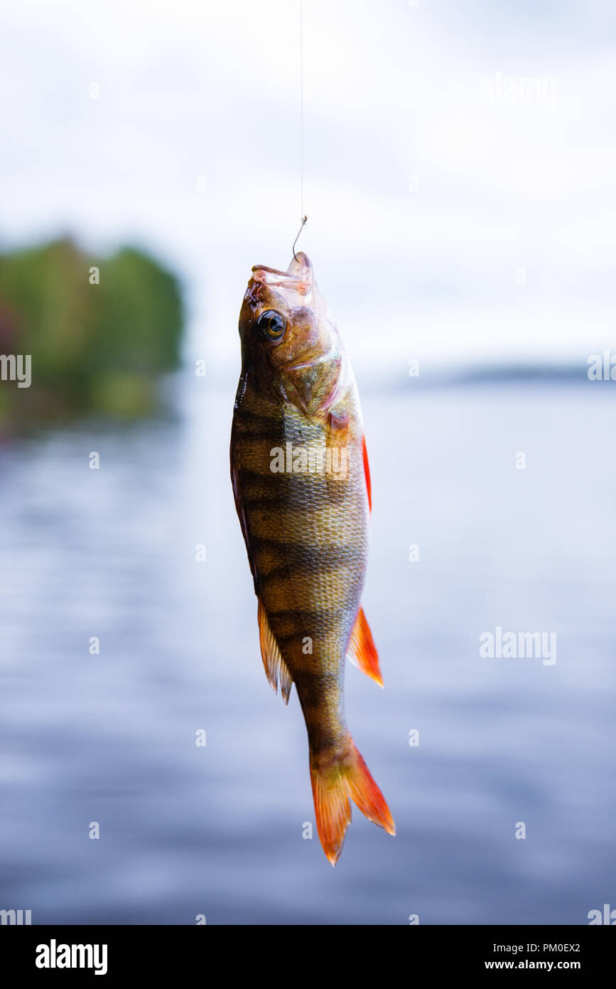 Hooked bass Banque de photographies et d’images à haute résolution - Alamy