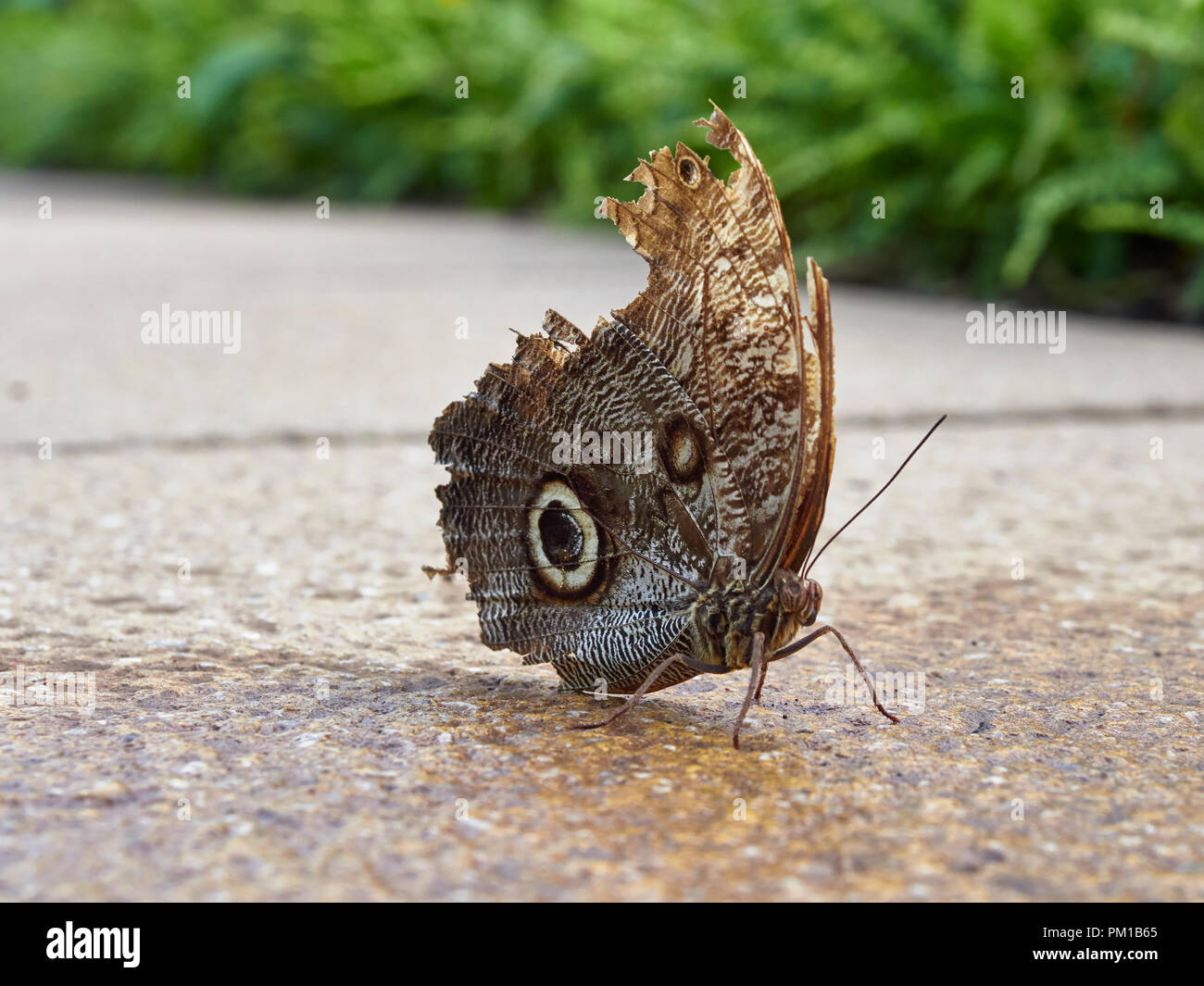 Hibou à motifs Banque de photographies et d’images à haute résolution ...