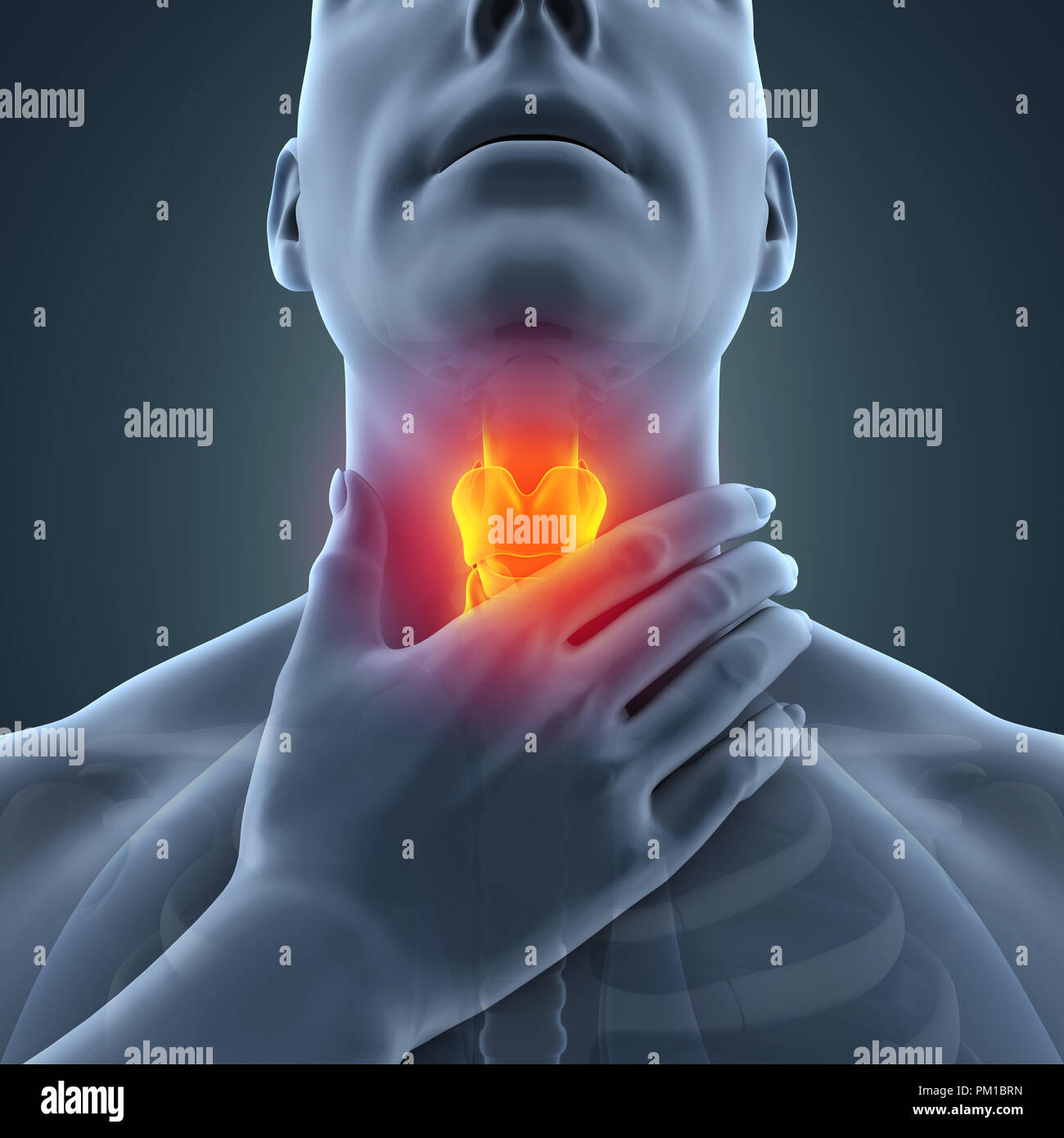 Anatomie du cou oesophage Banque de photographies et d’images à haute ...