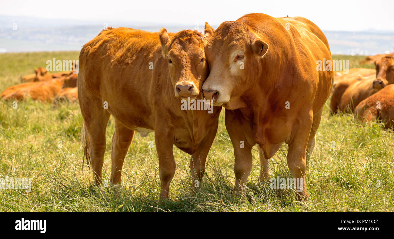 Taureaux et boeuf boeuf au boeuf Banque de photographies et d’images à ...
