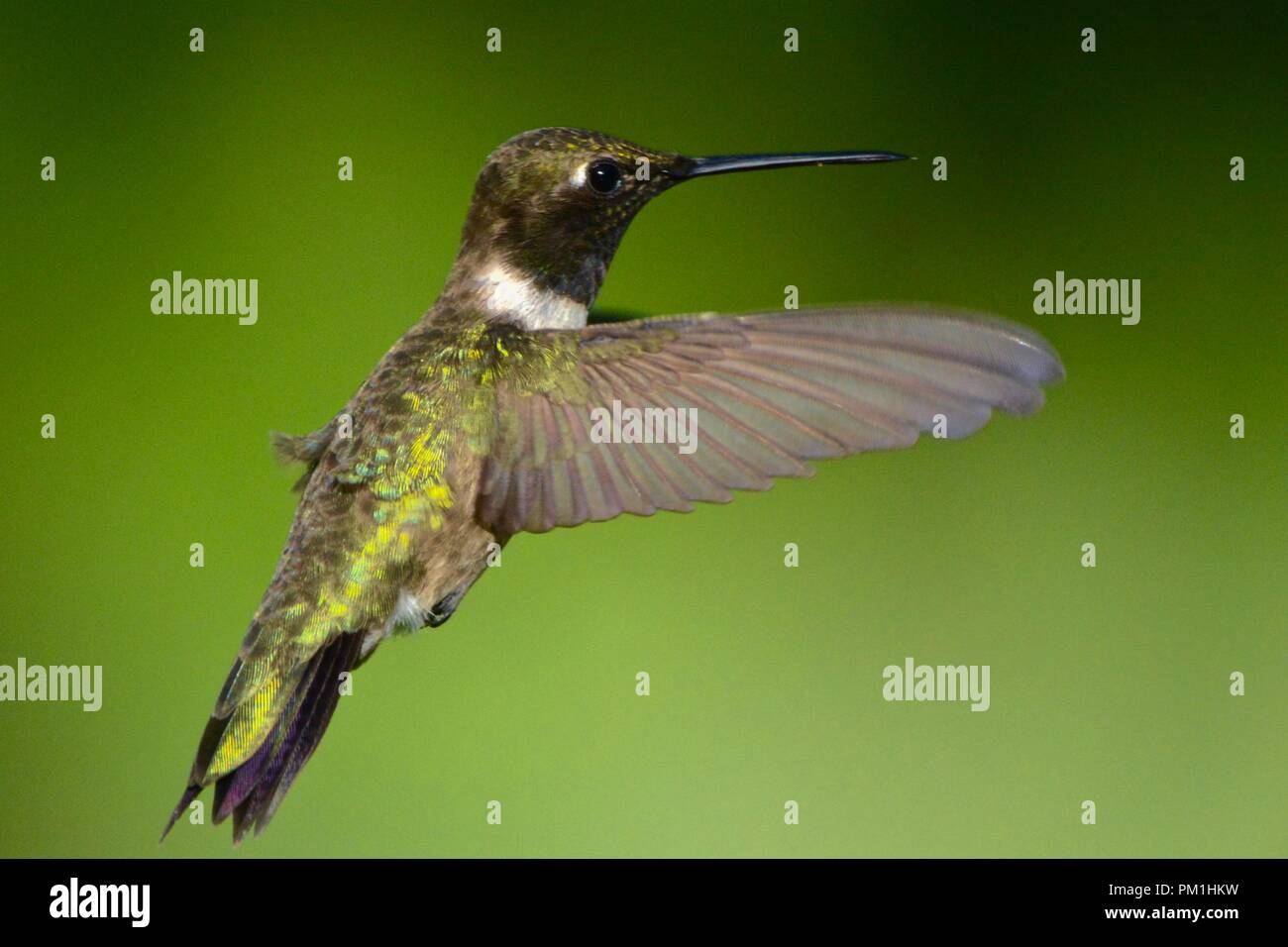 Colibri volant Banque de photographies et d’images à haute résolution ...