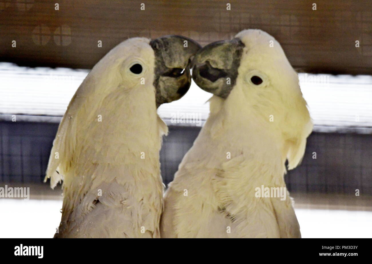 White parrots Banque de photographies et d’images à haute résolution ...