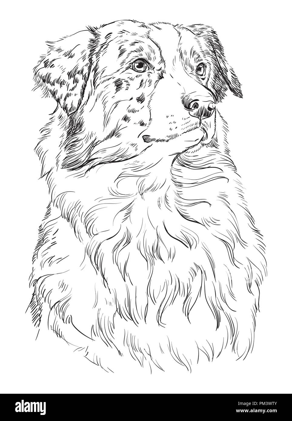 Australian dog intelligence Banque de photographies et d’images à haute résolution - Alamy