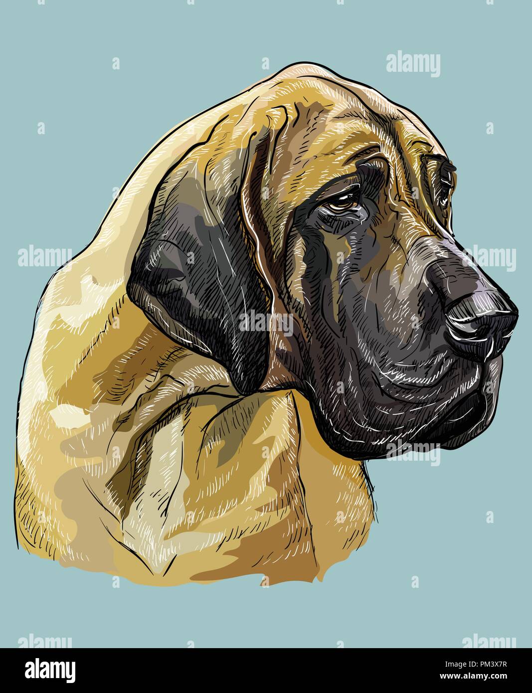 Grand Danois vector dessin illustration en couleur différente sur fond ...