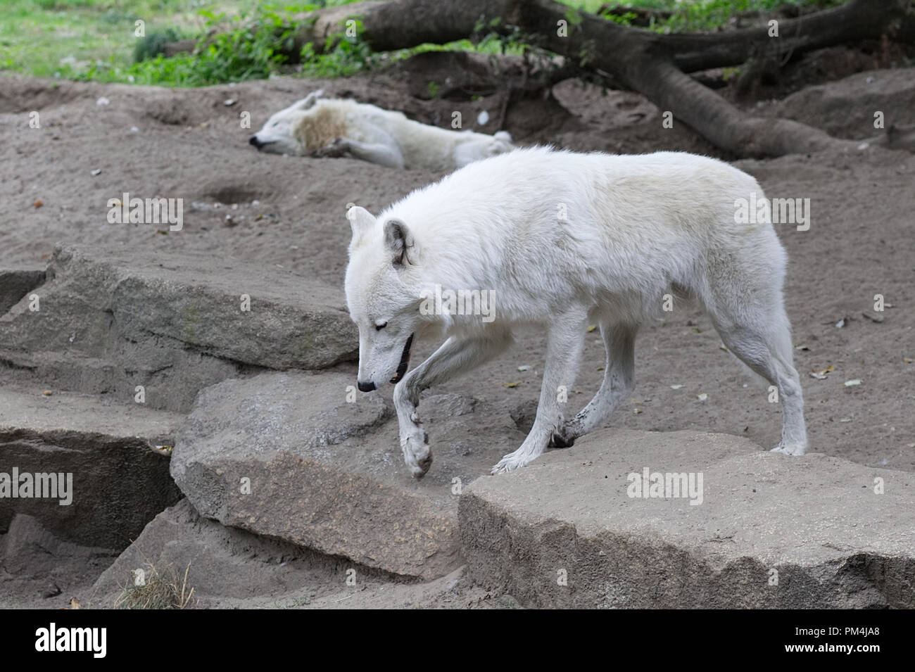 Loup arctique dans la neige canis lupus arctos Banque de photographies ...