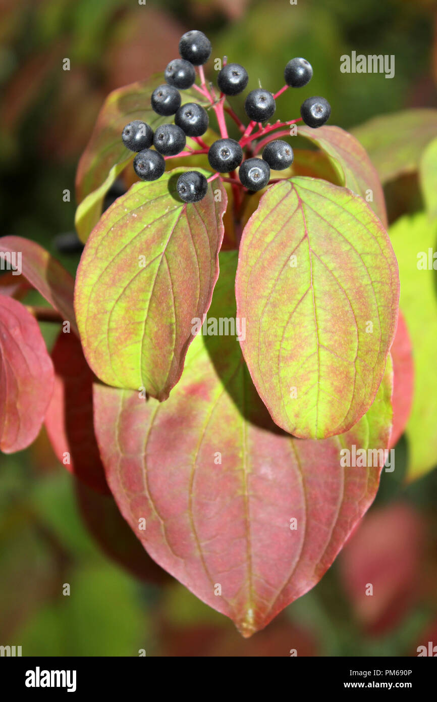 Feuilles de cornouiller Banque de photographies et d’images à haute ...
