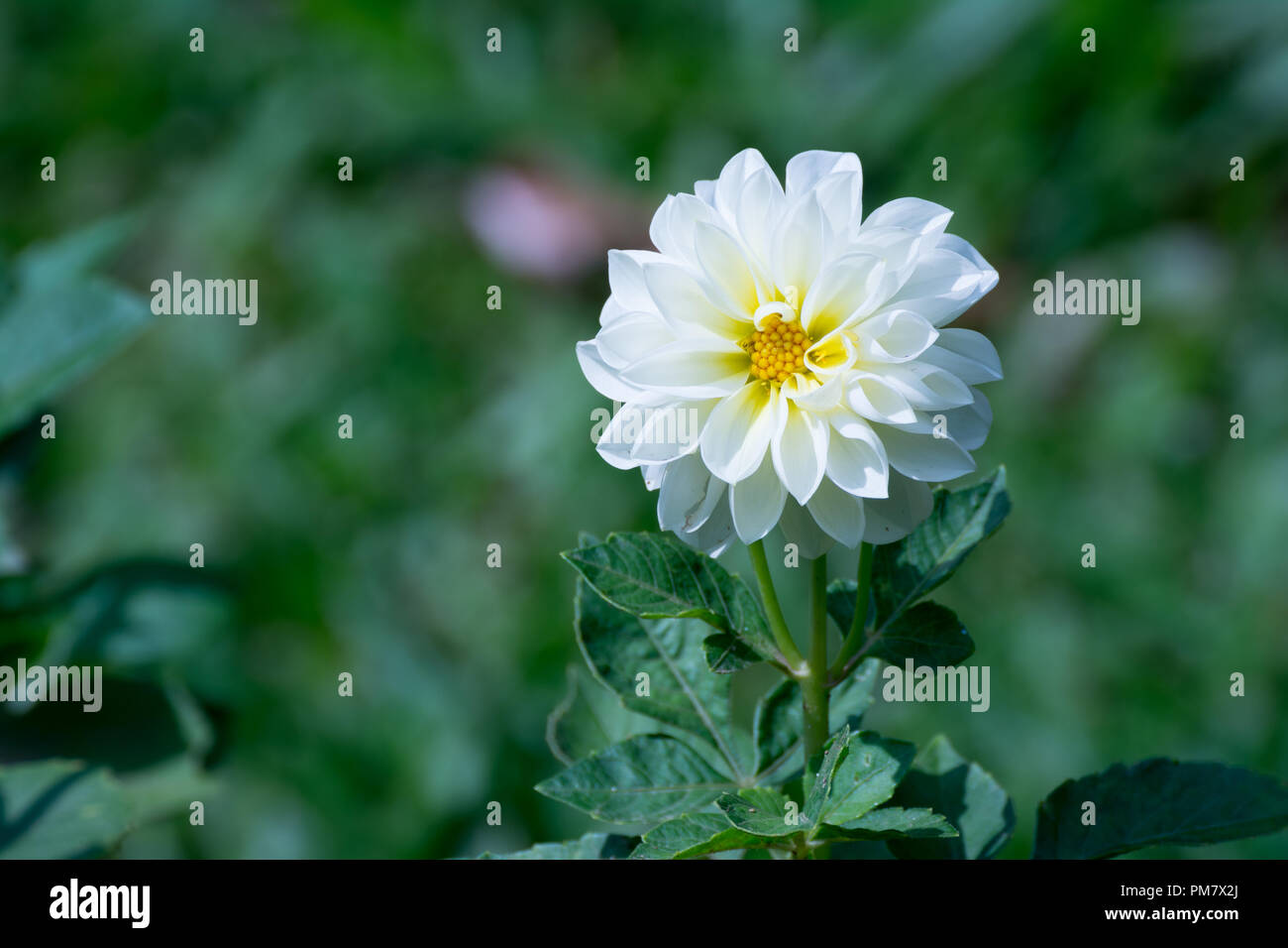 Dahlia my love Banque de photographies et d’images à haute résolution ...