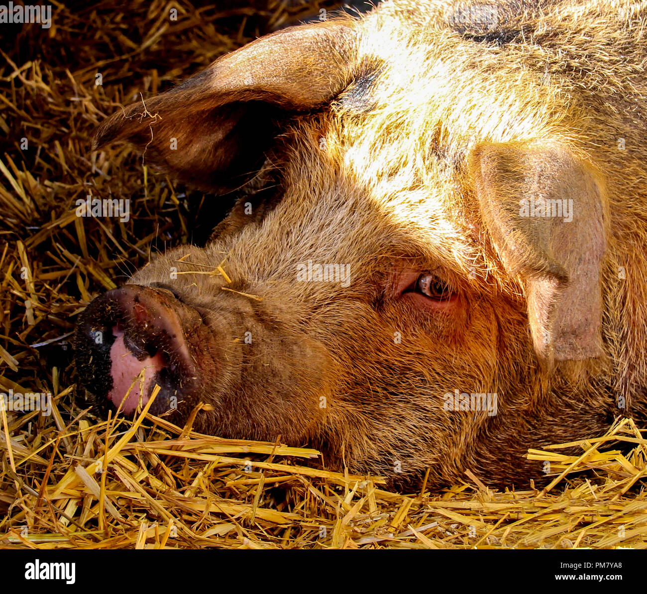 Cochon paresseux Banque de photographies et d’images à haute résolution ...