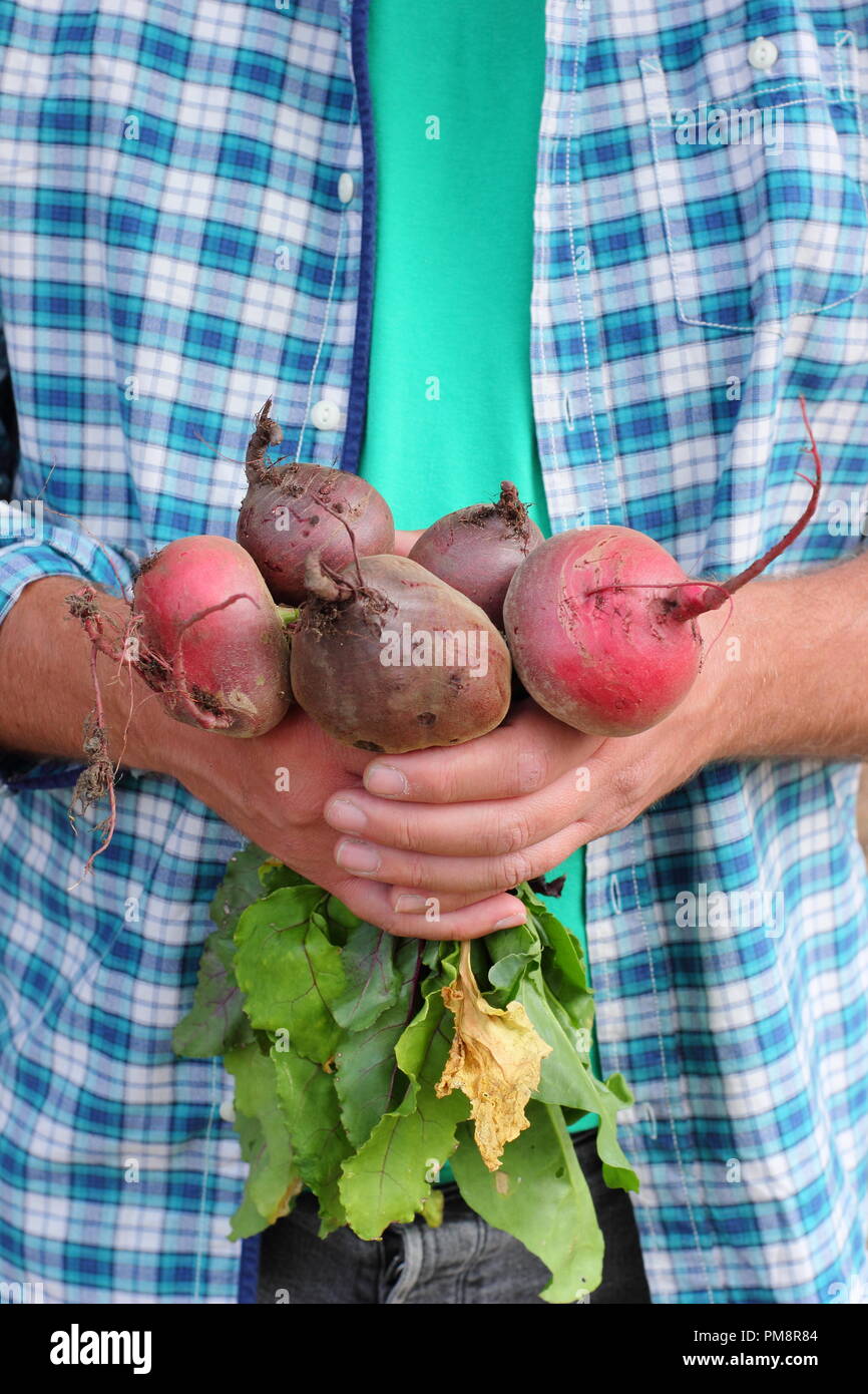 Lotissement de betteraves Banque de photographies et d’images à haute ...