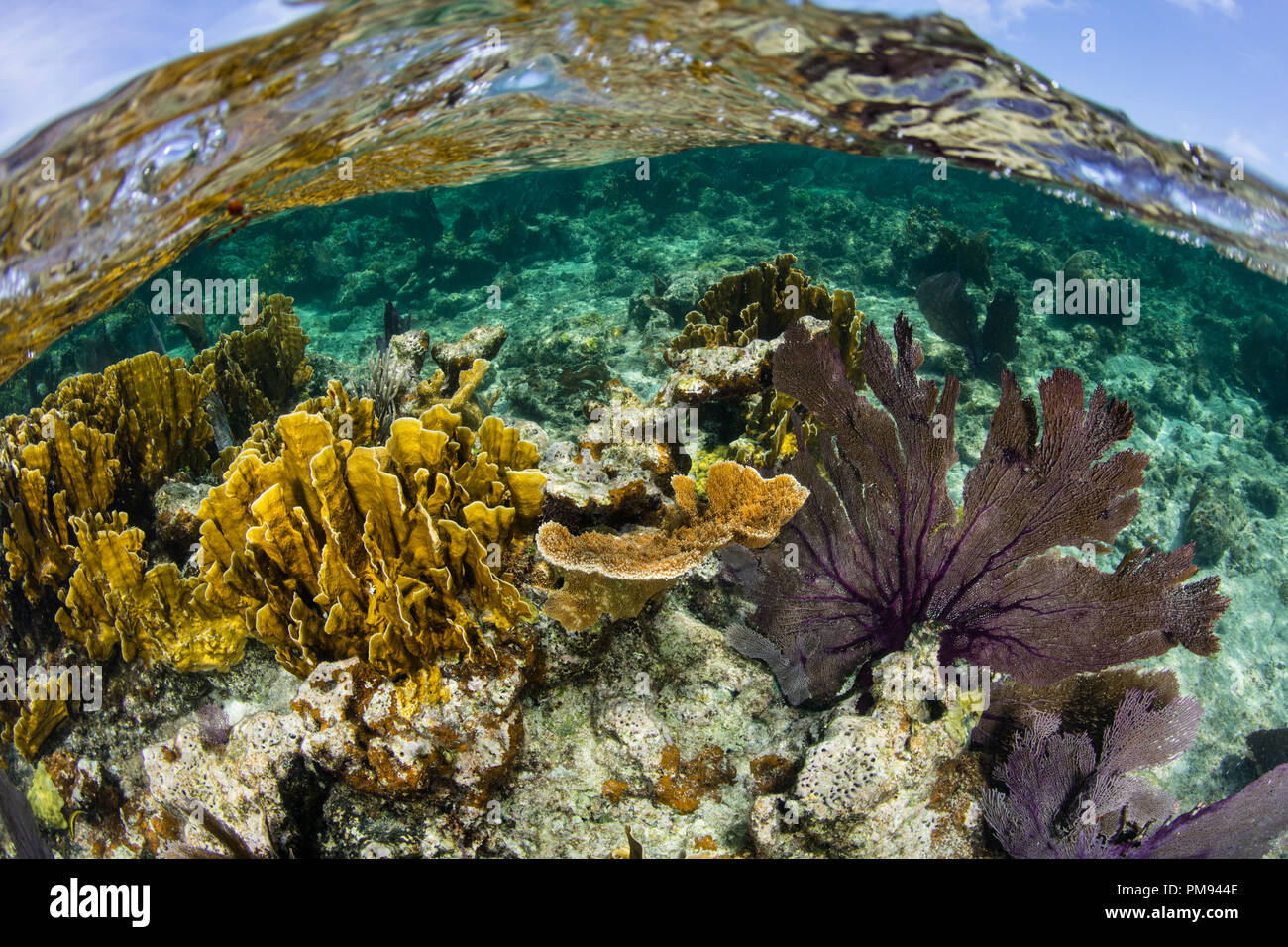 Un beau récif de corail se développe le long du bord de l'atoll de ...